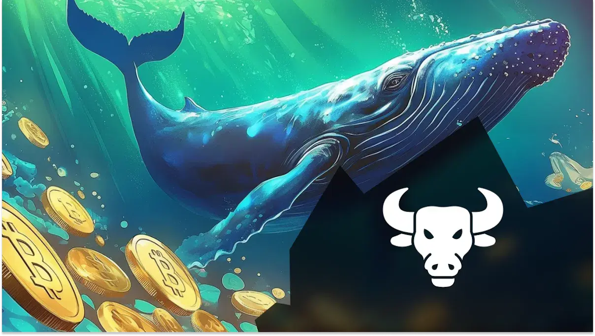 Les whales reviennent : bull run imminent ou manipulation de marché